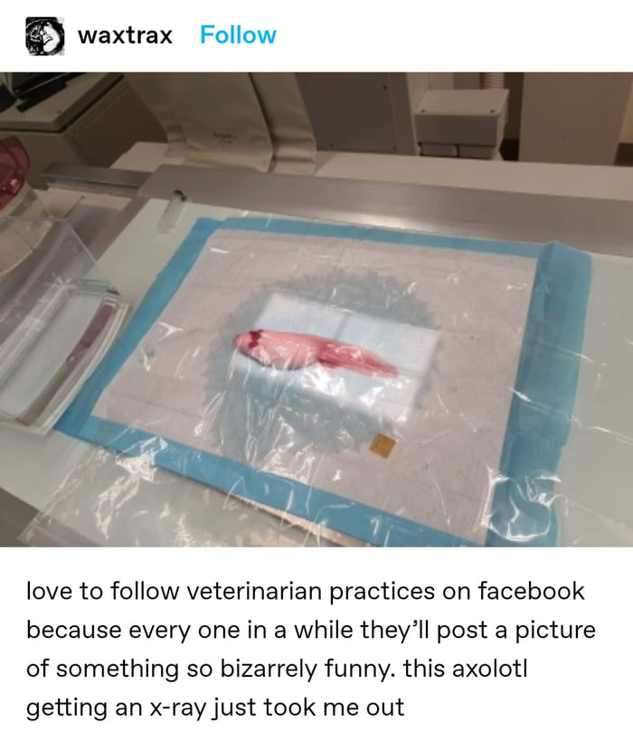 Picture of an axolotl getting an x-ray - 9GAG
