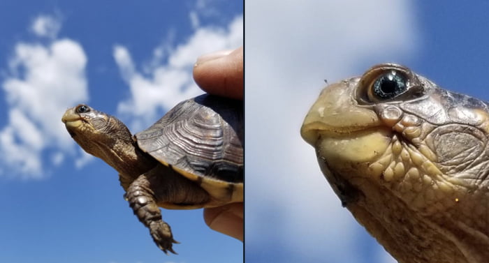 This rare blue eyed box turtle has such a contagious smile - 9GAG