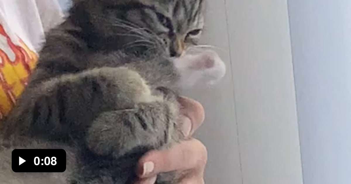 Kitten munches toe beans ^.^ - 9GAG