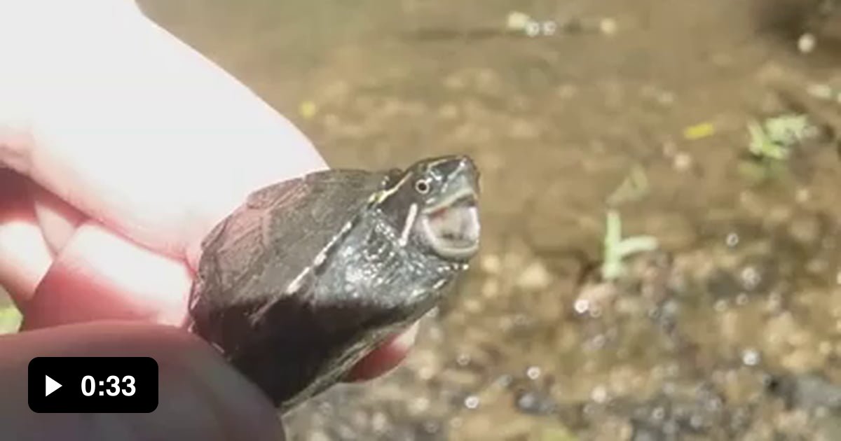 Tiny Turtle Making WTF Face At Me - 9GAG