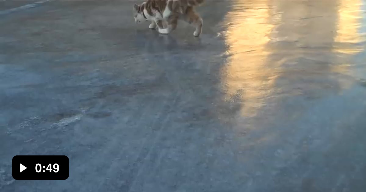 Cat on ice - 9GAG
