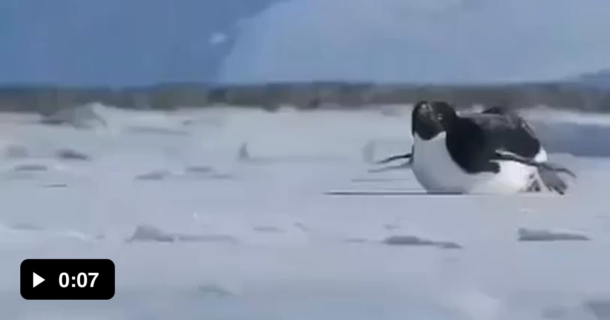 Beautiful penguin - 9GAG
