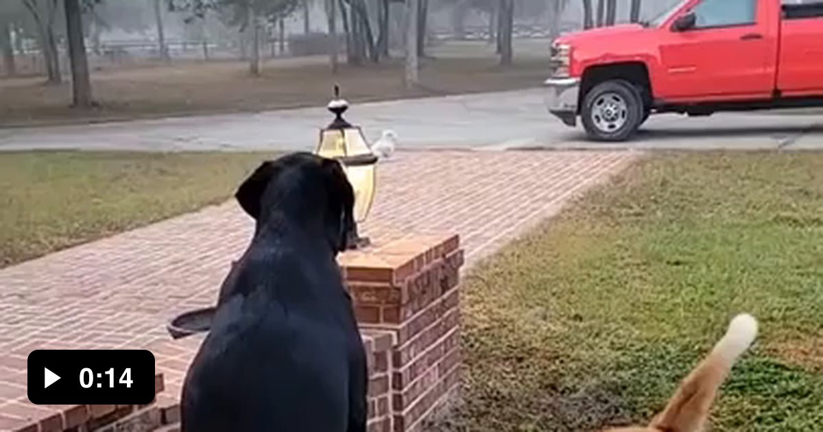 Good Morning, Ralph... what's the plan today? - 9GAG