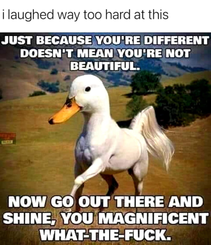Magnificent, Beastly duc...., wtf! - 9GAG