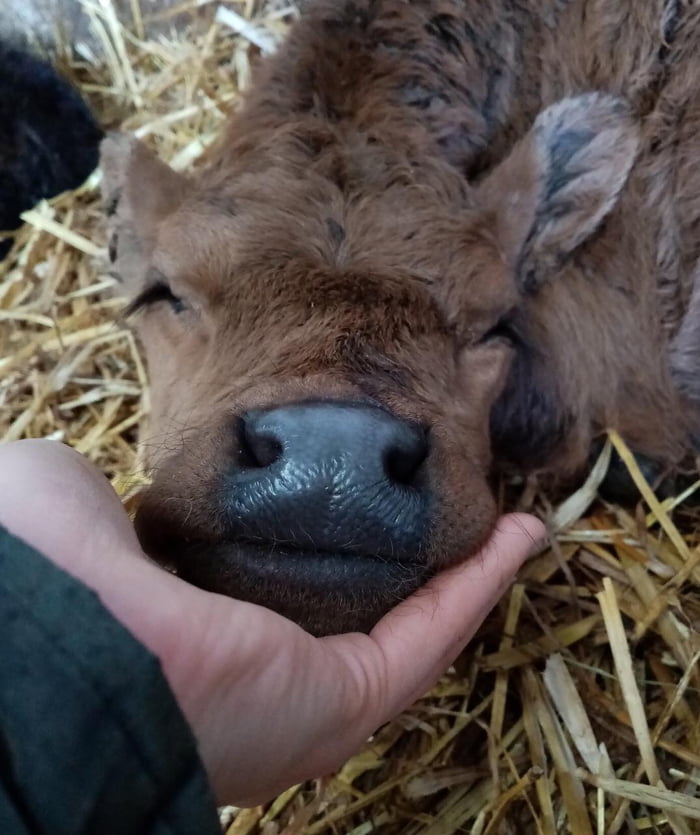 One handful of cuteness - 9GAG