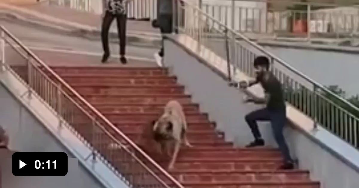 Mahallede pitbulla teror estirenlere ,kangalli çözüm.. - 9GAG