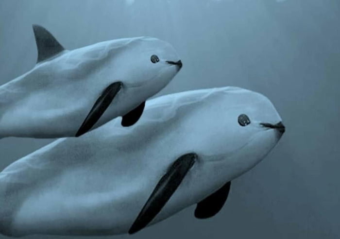 This is a vakita, also called a Californian pig - they are the rarest ...