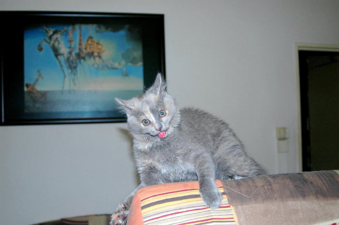 Crazy kitten - 9GAG