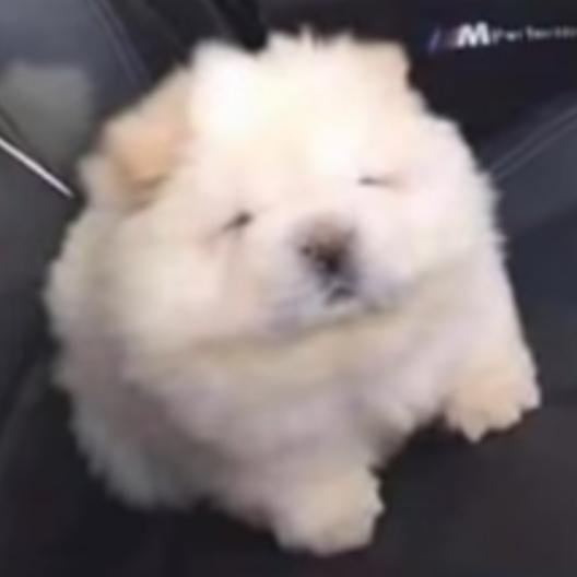They call him mashed potato - 9GAG