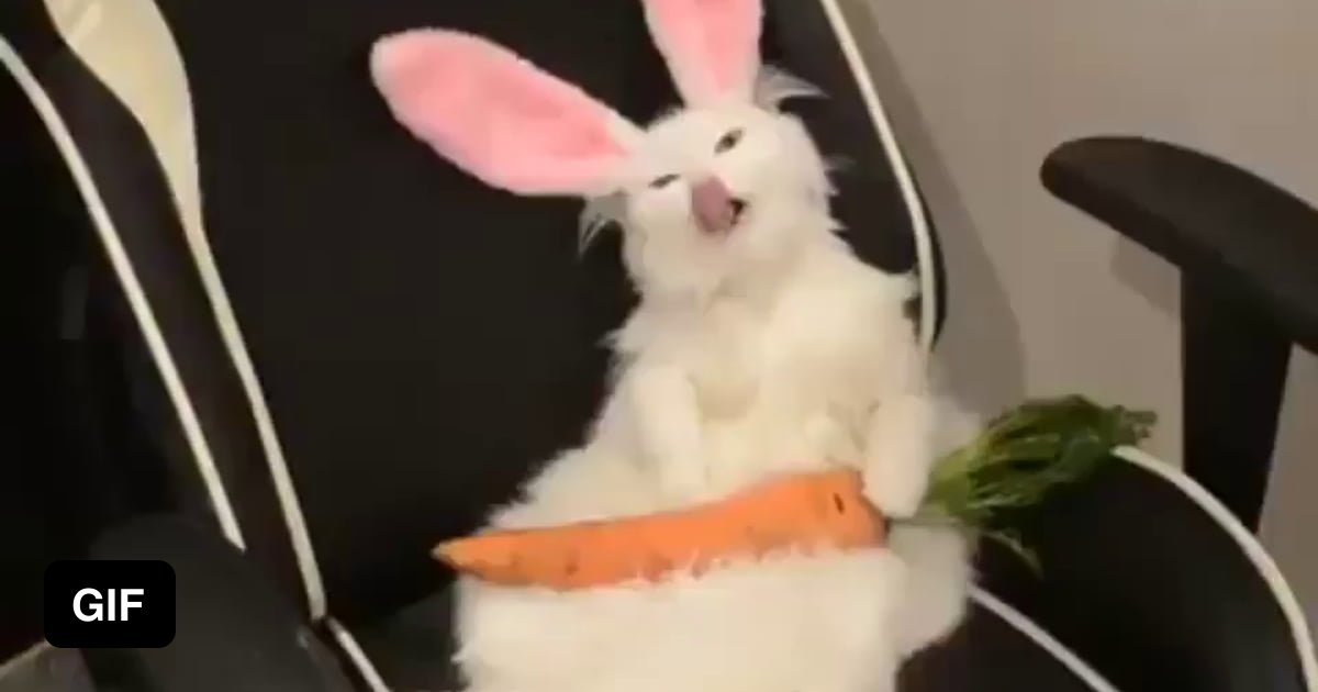 The perfect cabbit - 9GAG