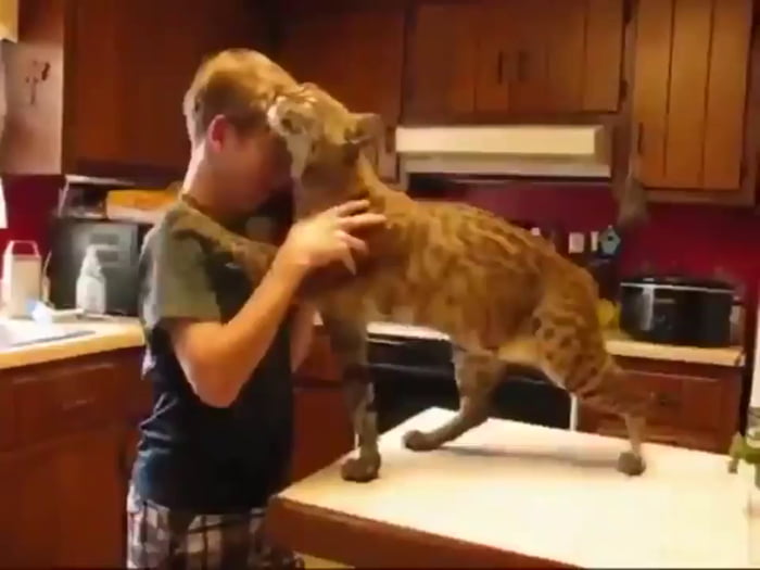 An affectionate bobcat cuddling the boy who rescued him - 9GAG
