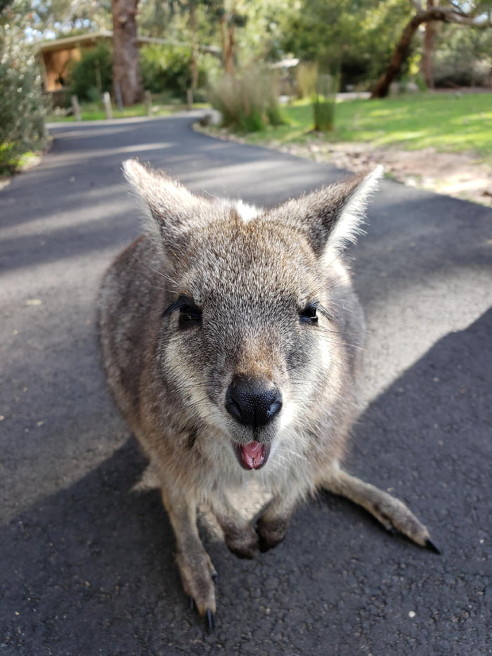 A very happy wallaby - 9GAG