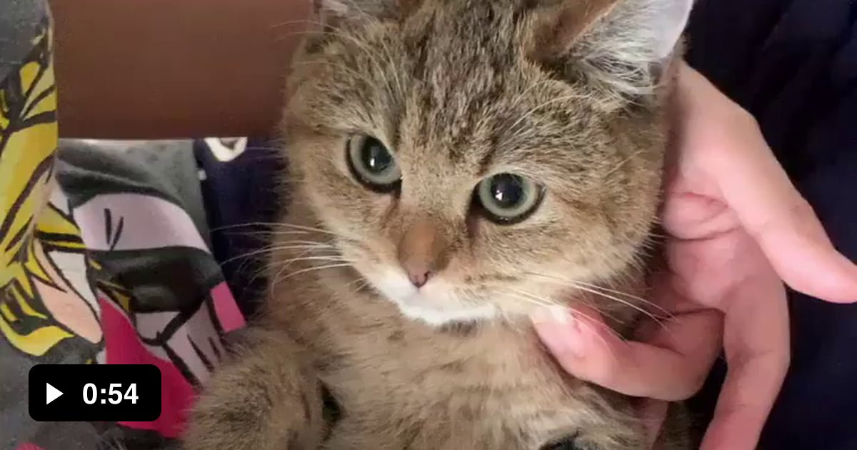 Cat having mlem in snacc - 9GAG