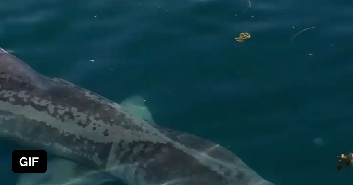 The Basking Shark, known for the 2nd biggest fish in the world. These ...