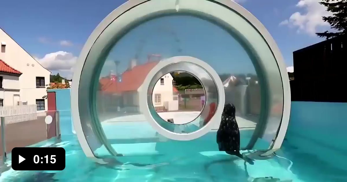 Hamster Wheel for Seals! (Vertical circle swimming pool feature) - 9GAG