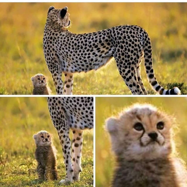 The absolute cutest Cheetah cub ever - 9GAG