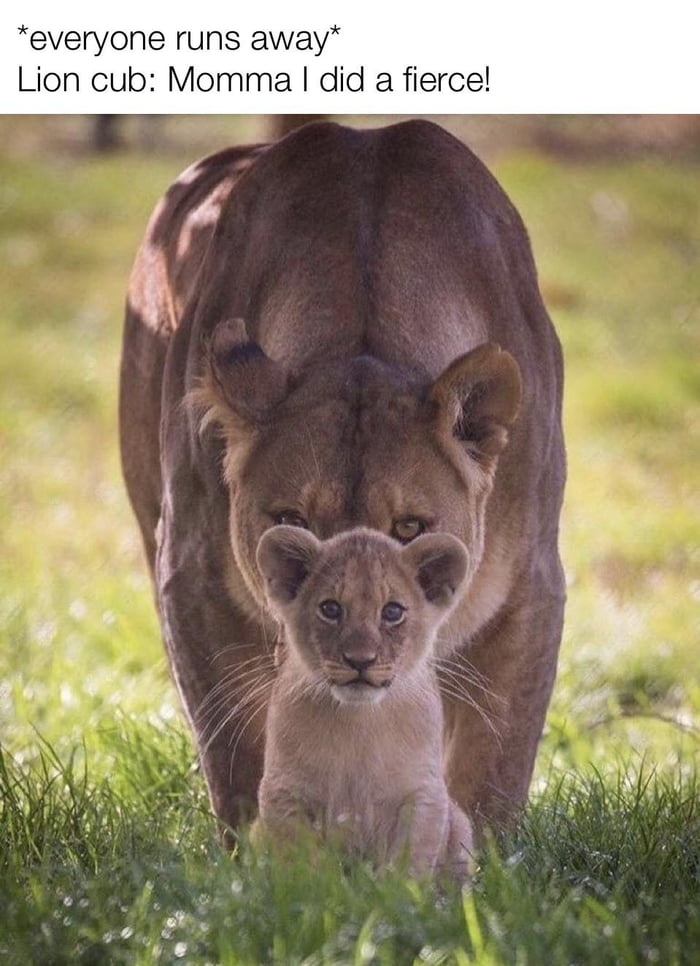 Lion in training - 9GAG