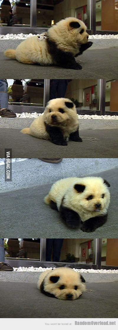 PanDog - 9GAG