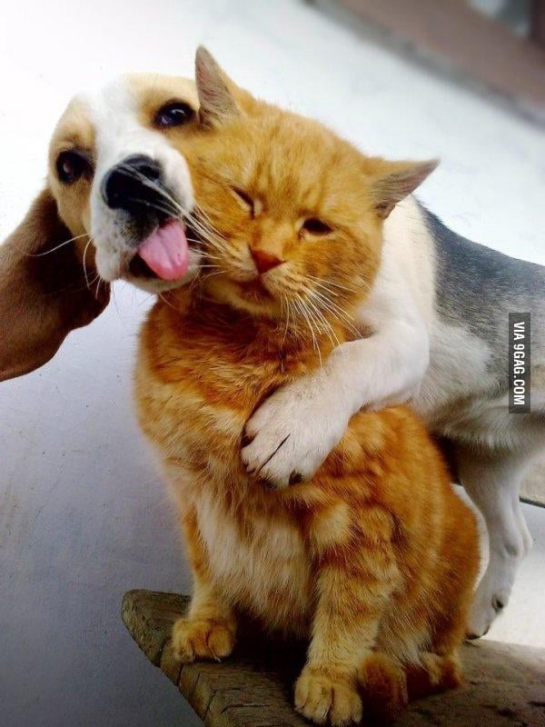 The real life version of Garfield and Odie! - 9GAG