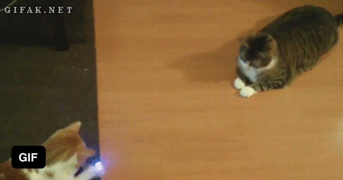 Kitty pong all day long - 9GAG