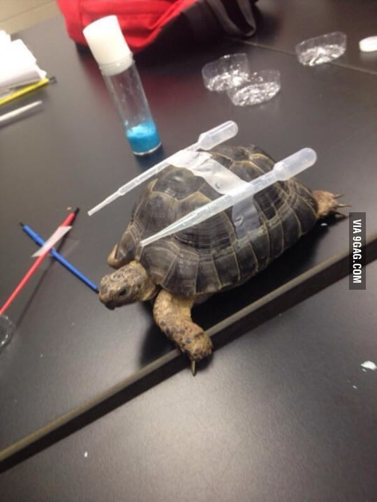 Class Turtle has evolved into Blastoise! - 9GAG
