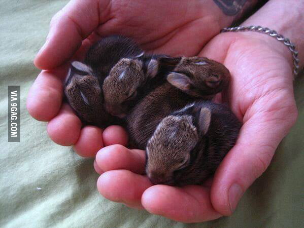 Hands full of... Bunnies! - 9GAG
