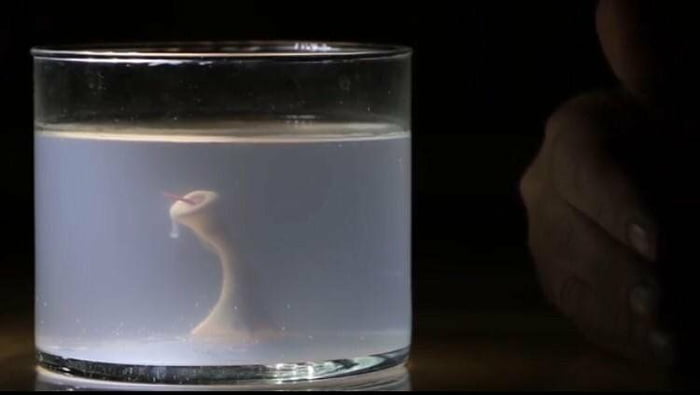 Man create a monster in basement with chicken egg and human sperm - 9GAG