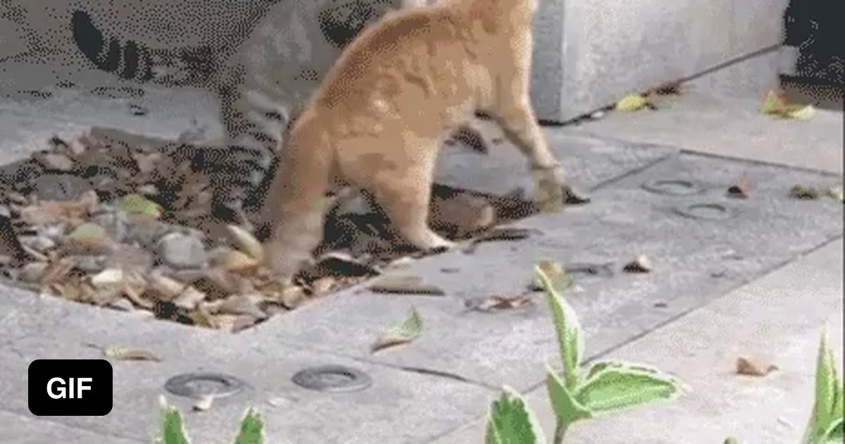 Cat headlock takedown - 9GAG