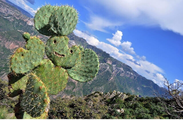 Here is a happy cactus for you - 9GAG