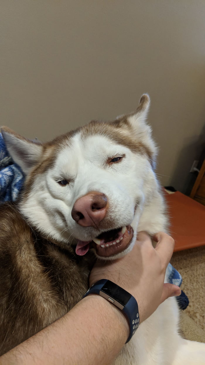 Happy Derpy Husky - 9GAG
