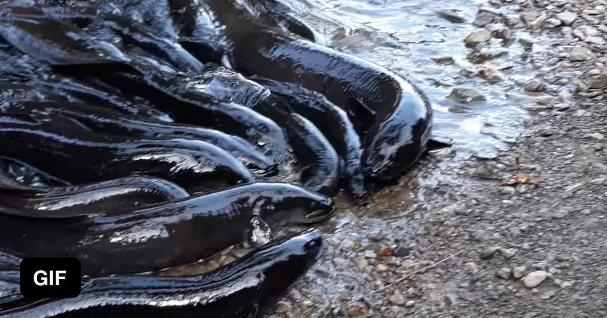 Don’t forget the eels - 9GAG