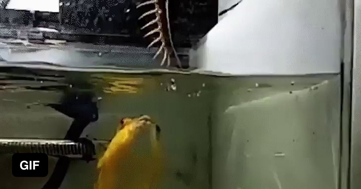 Cute puffer fish ... WTF! - 9GAG