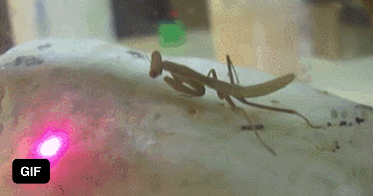 Apparently also other animals like laser pointers! - 9GAG