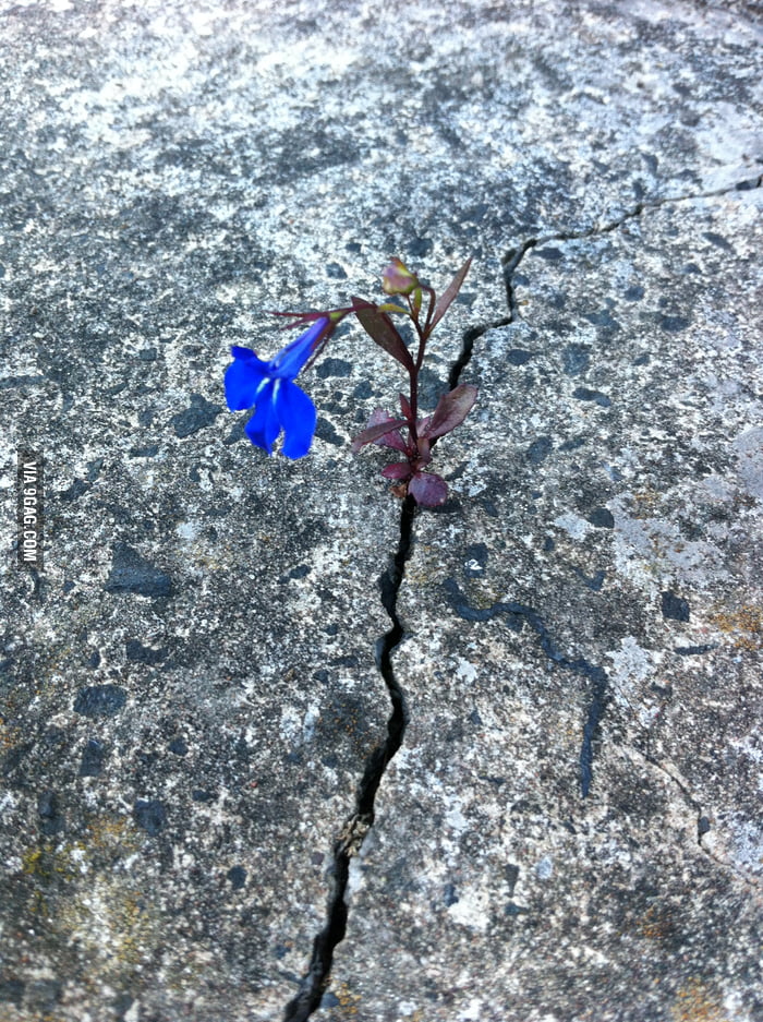 A small piece of beauty in an uncaring world. - 9GAG