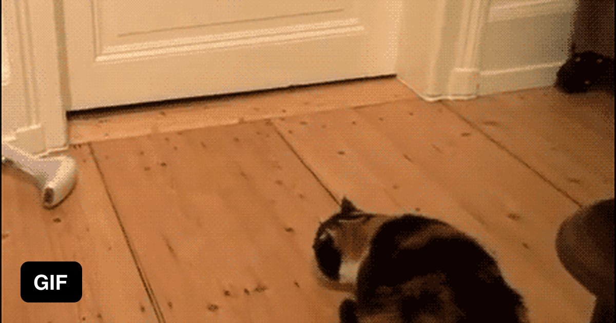 Startled cat - 9GAG