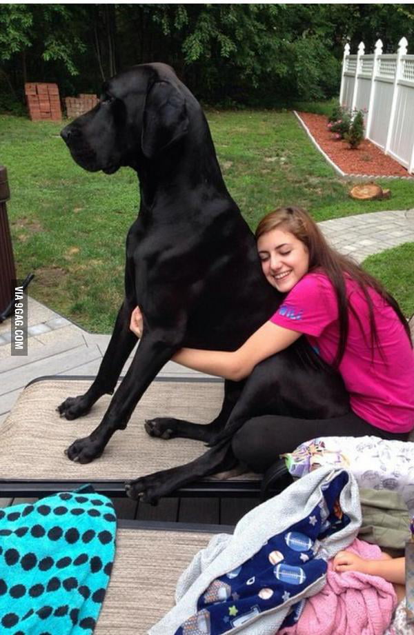 The dog is pretty tall - 9GAG