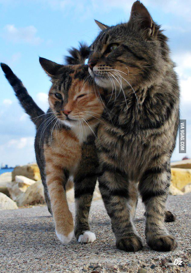 Cat couple - 9GAG