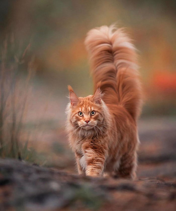 The tail is so adorable. - 9GAG