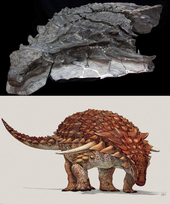 An ankylosaurid, Nodosaurus is known as the most well-preserved ...