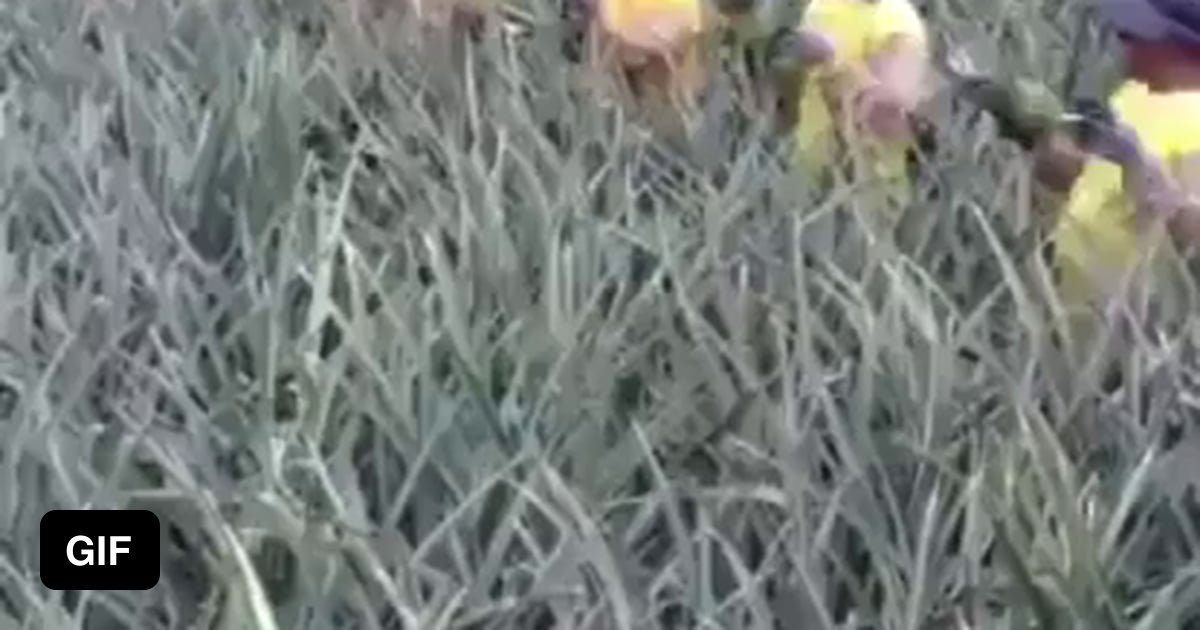 Pineapple harvesting - 9GAG