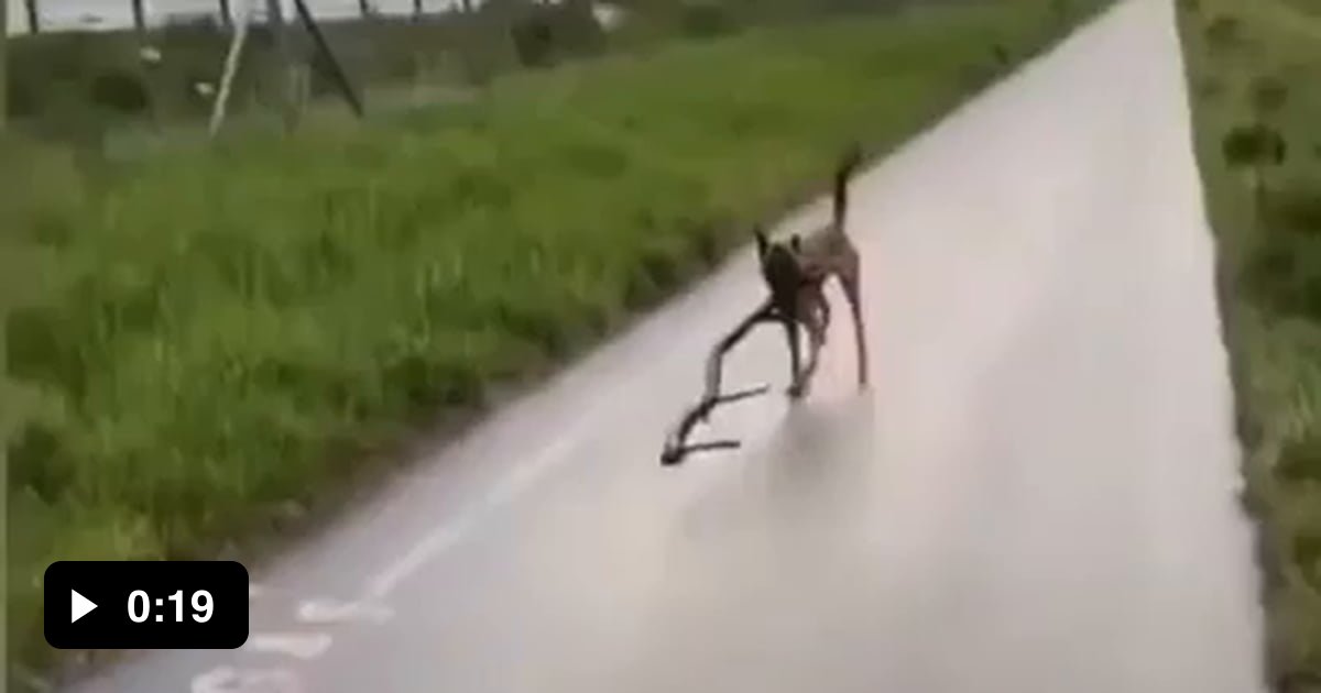 So you have never seen a dog levitating? - 9GAG