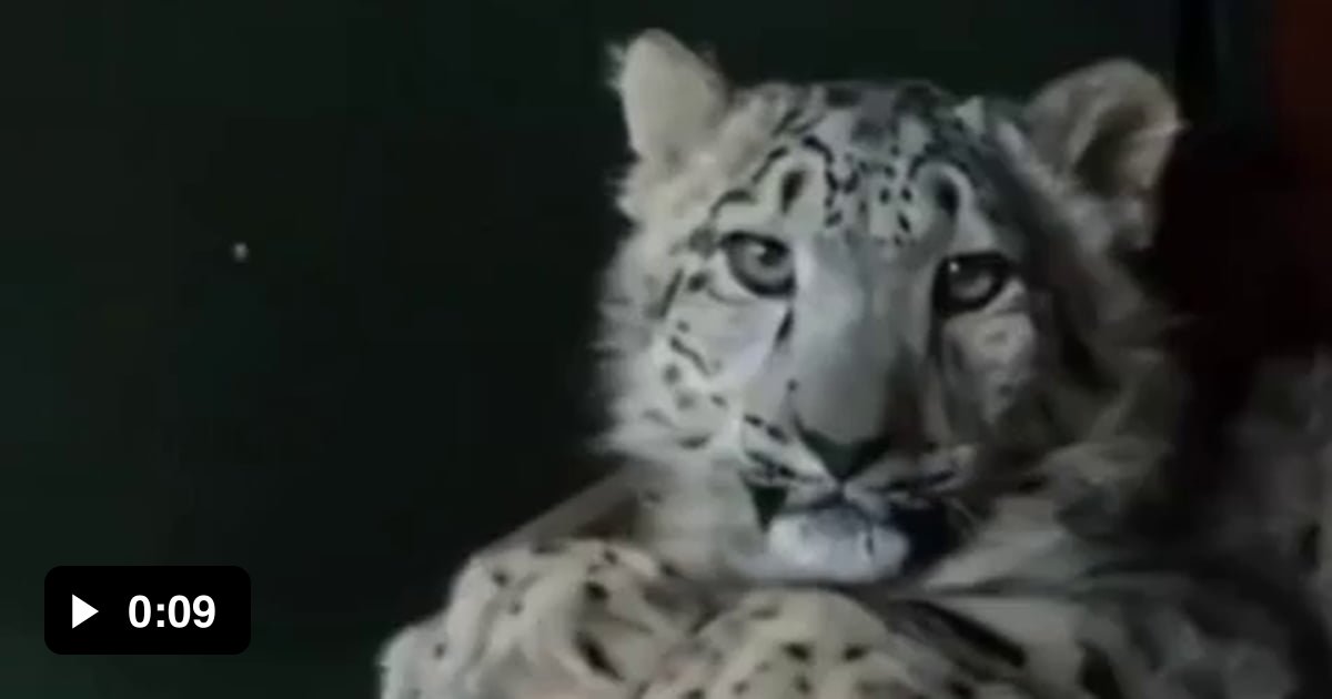 Koshi melting hearts at 'the big cat sanctuary' - 9GAG