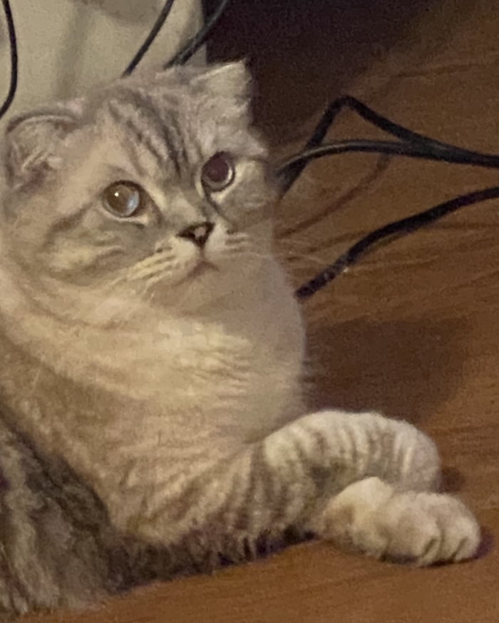Is it me or is this a cat version of Doge? - 9GAG