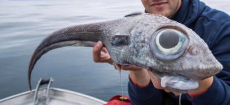 What Are Grenadier Fish