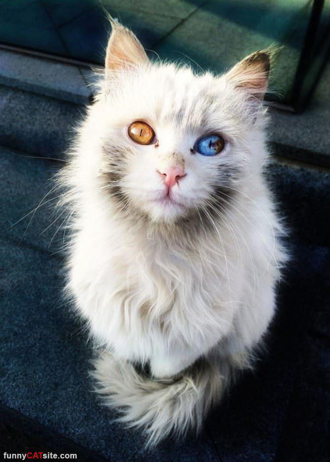 The sweetest cat with two different eye colors! - 9GAG
