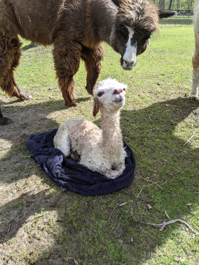 Have you ever seen a baby Alpaca so proud of himself for being born? - 9GAG