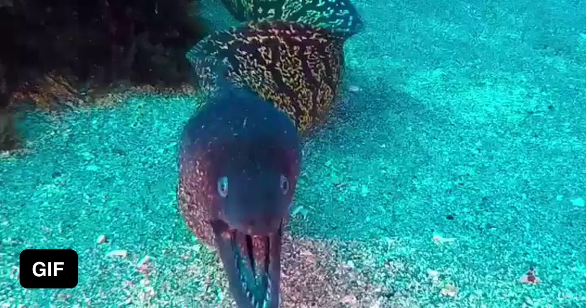 Mediterranean moray eel. Mesmerizingly scary - 9GAG