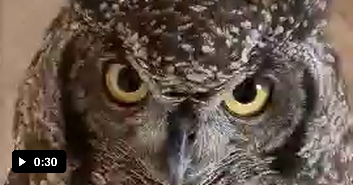 Owl asking for food - 9GAG