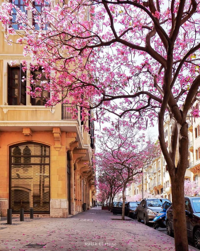Spring in Beirut, Lebanon (street view) - 9GAG