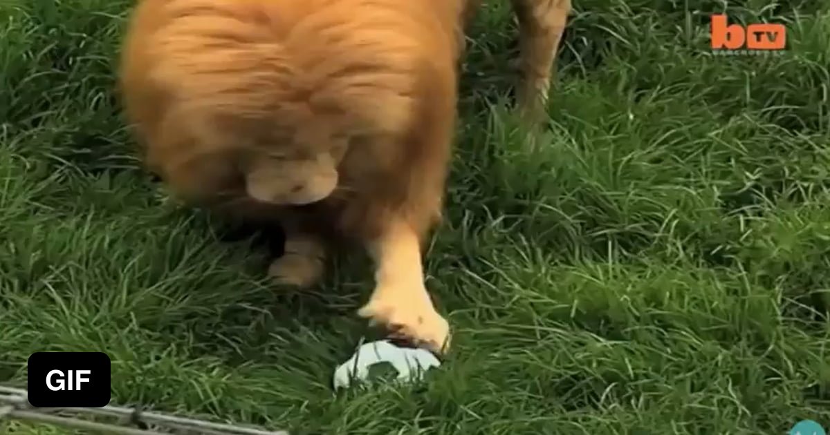 He do be ballin' - 9GAG